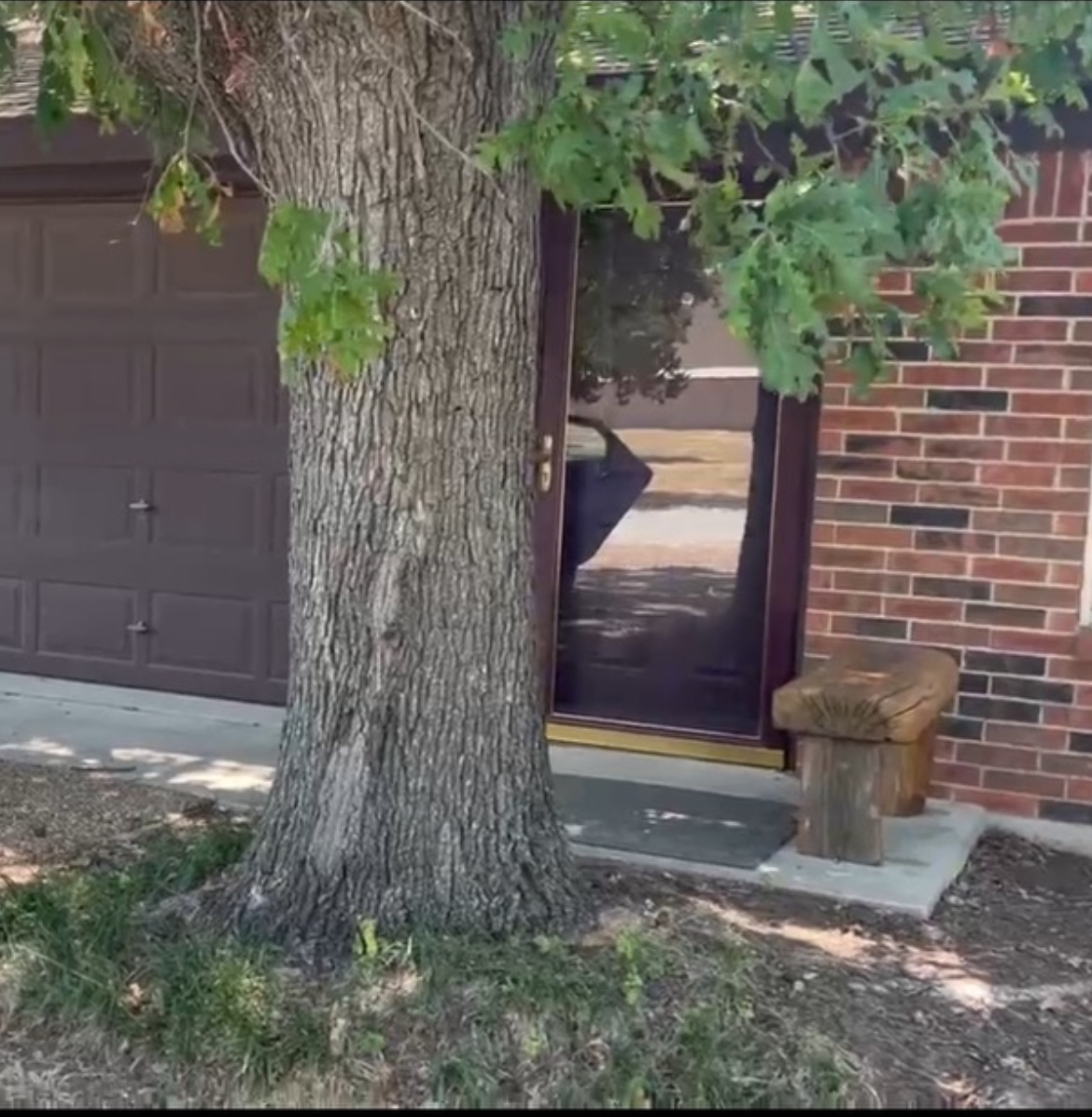 Consider Tree Removal for Trees Planted Too Close to the House